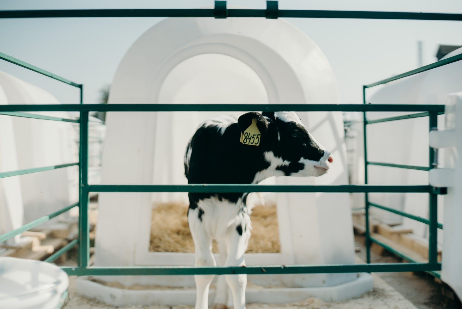 The strong cow-calf bond broken: Behavioural and physiological stress ...